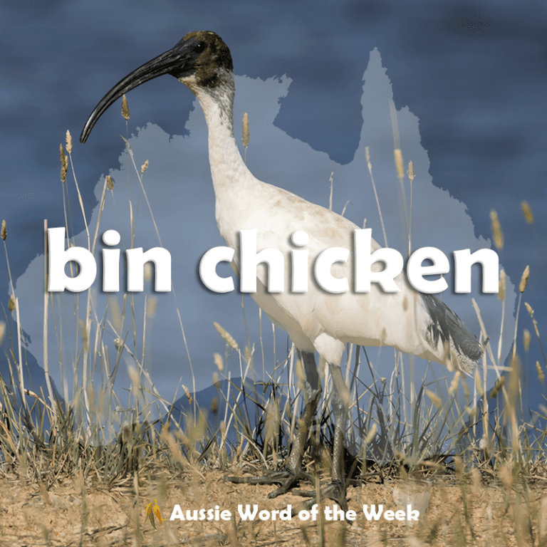 All hail the bin chicken - Macquarie